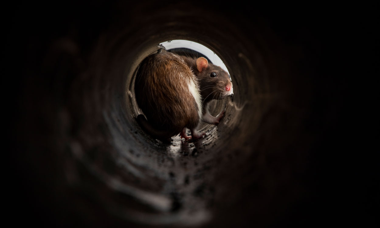 Can Rats Climb Up Drain Pipes? | Express Drainage Surveys